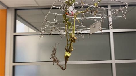 Peanut2024 Leaf Instance Segmentation Dataset By Yolov8