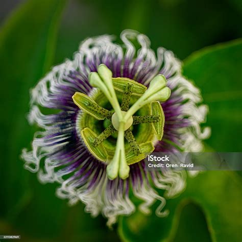 고해상도 클로즈업 이미지 화려한 단일 패션 프루트 꽃이스라엘 0명에 대한 스톡 사진 및 기타 이미지 0명 개화기 과일 Istock
