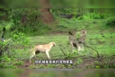 野狼入村偷狗，仅用1分钟解决战斗，汪星人毫无还手之力！汪星人战斗入村