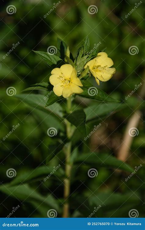 Oenothera Biennis Flores De Primrose Comunes Por La Noche Foto De