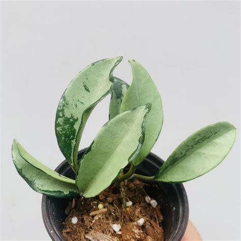 Hoya Macrophylla Splash Snow Queen For Sale Happyforeststore