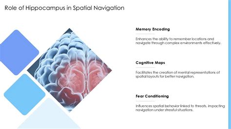 Role Of Hippocampus In Spatial Navigation Ppt Example St Ai Ss Ppt Example