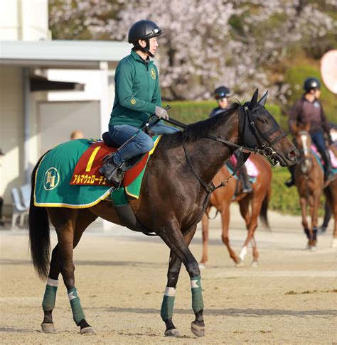 【桜花賞】g1馬アルマヴェローチェ 仕上がりに太鼓判 馬体増も「成長分」上村師に手応え 競馬ニュース Netkeiba