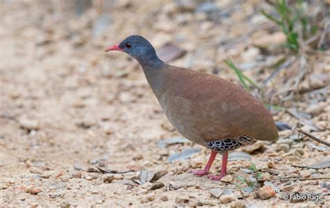 Small Billed Tinamou