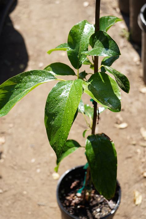 Lamb Hass Avocado Tree Utopia Trees