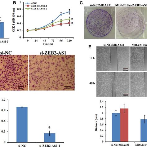Knockdown Of Lncrna‐zeb2‐as1 Suppressed The Proliferation And Invasion