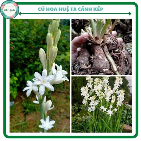 Mua Củ Giống Hoa Huệ Ta Cánh Kép 3 Màu Nở Quanh Năm Mùi Hương Thơm Củ Thật ảnh Cuối Giá Rẻ