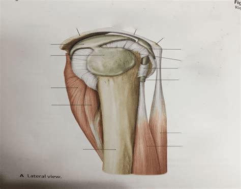 Subacromial Space Quiz