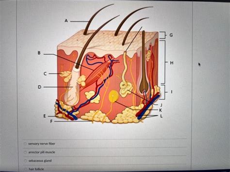 Solved Please Help Me I Got These Questions Wrong I Do Not Chegg Com