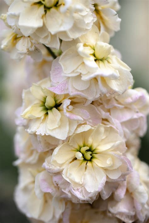Matthiola Incana Anytime Yellow Seeds £2 35 From Chiltern Seeds Chiltern Seeds Secure