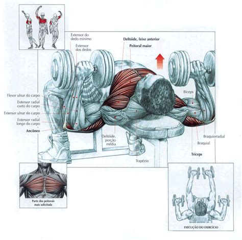 Treino De Peito Completo Os Melhores 6 ExercÍcios Artofit