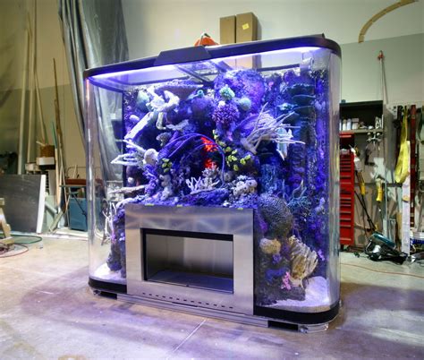 Built In Saltwater Fish Tank