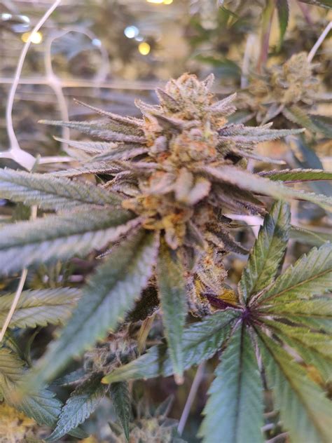 Tucsons Downtown Dispensary Cannabis Cultivation Center Peachin