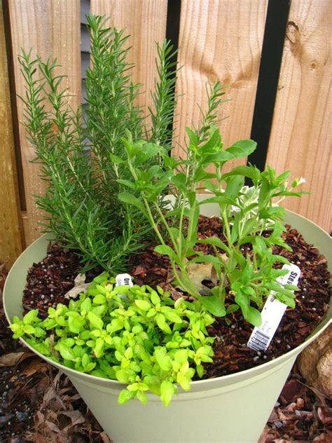 Gardening Tips For Small Spaces Growing Herbs In Containers