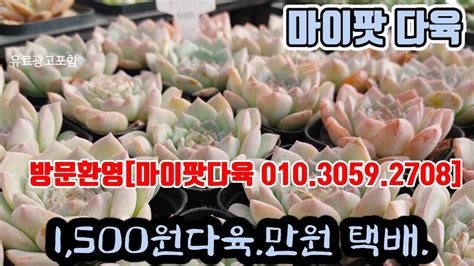 221003 심심한분만1500원다육마이팟다육 01030592708 만원의택배묵은둥이1500원다육 택배 Youtube
