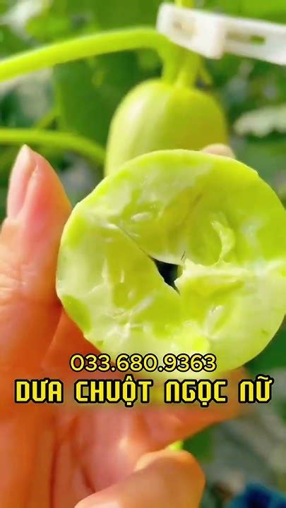Hạt Giống Dưa Chuột Ngọc Nữ Youtube