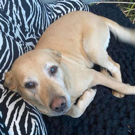Dog Found At Mckays Corner