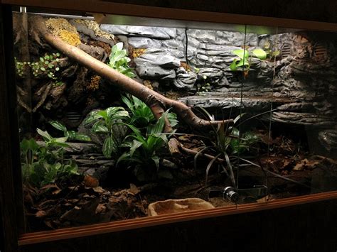 Bumblebee Ball Python Terrarium Setup