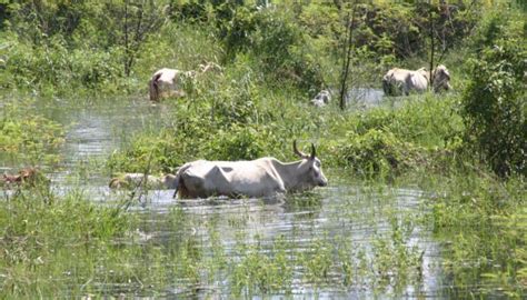 Cheia No Pantanal Faz Pecuarista Retirar O Gado