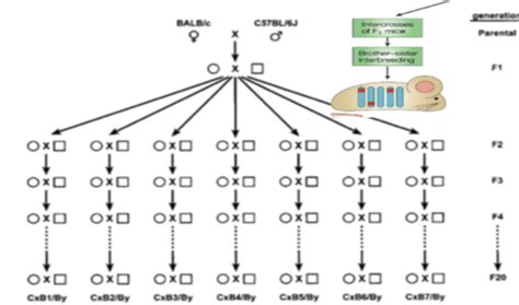 Mouse Breeding And Models Flashcards Quizlet
