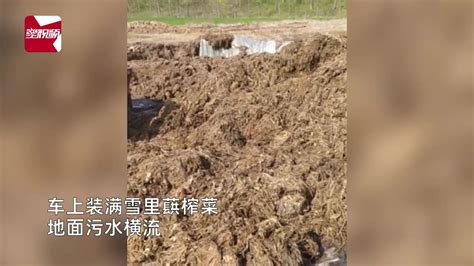 榨菜作坊被曝在地里挖坑发酵榨菜污水横流当地网信办推动调查核实