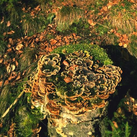 Premium Photo Close Up Of Moss Growing On Tree Trunk
