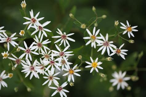 Aster Pflanzen Pflegen überwintern Vermehren Und Mehr