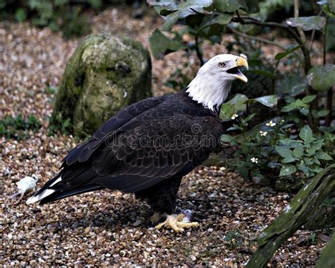 Bald Eagle Bird Stock Photo Bald Eagle Bird Close Up Profile Bald