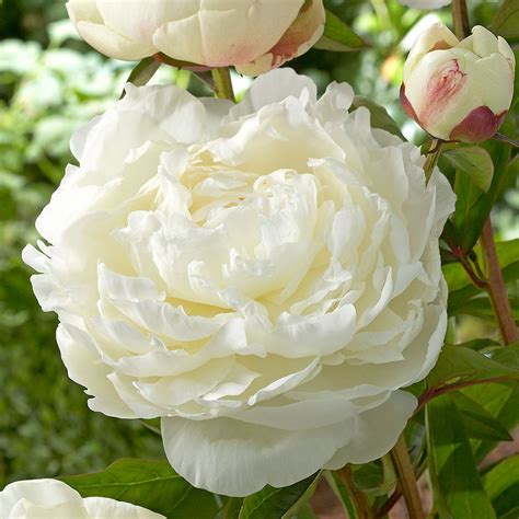 Elsa Sass Peony Paeonia X Lactiflora Elsa Sass Champlain Peony