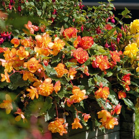ILLUMINATION® Apricot Shades Begonia - Order Online