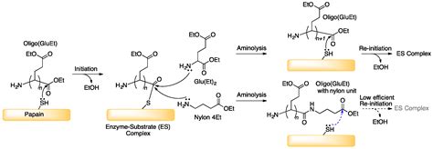 Papain Catalyzed Synthesis Of Polyglutamate Containing A Nylon Monomer Unit