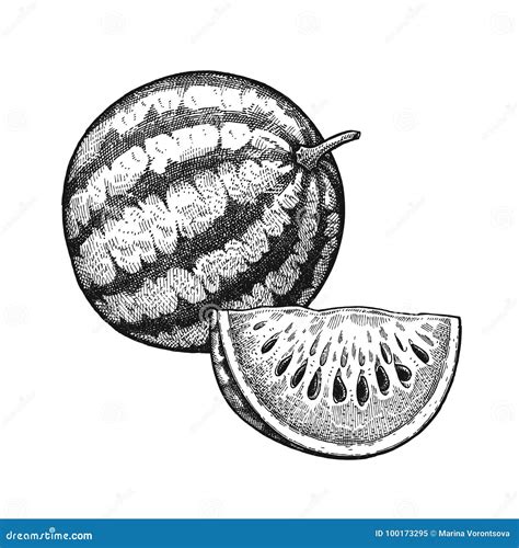 Vintage Engraving Watermelon Stock Vector Illustration Of Natural