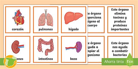 Tarjetas de emparejar Los órganos del cuerpo humano Explore o