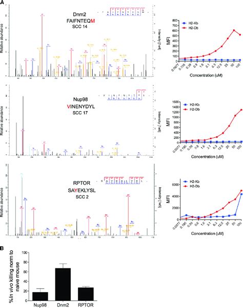 Detection And Characterization Of HLA Bound Neoantigens In SCCs A Download Scientific Diagram
