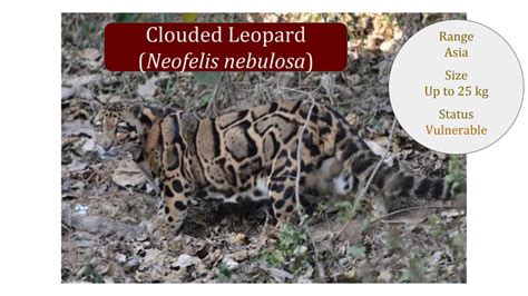 Mainland Clouded Leopard Neofelis Nebulosa Classification