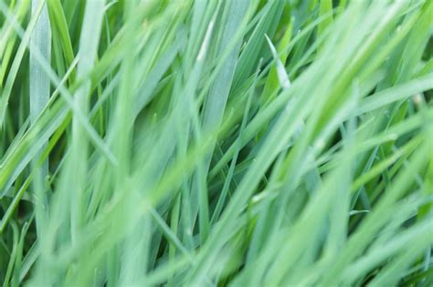 Premium Photo Dense Grass In The Foreground