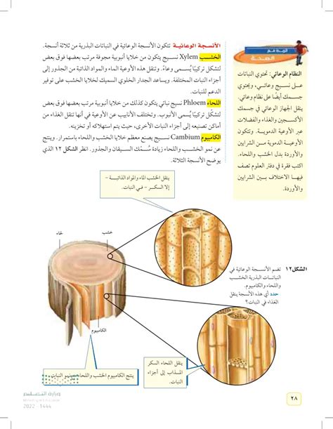 لهذا النبات أوراق خضراء وأزهار صفراء فقال صديقه إنه نبات وعائي كيف عرف
