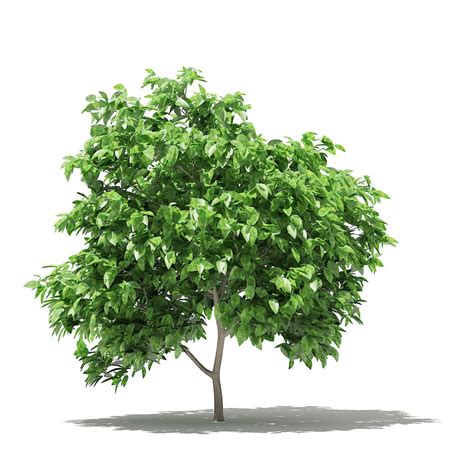 Pomelo Tree 1 7m 3d Model Download Trees On