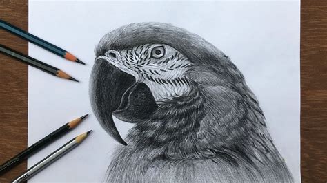 How To Draw A Realistic Macaw In Pencil Bird Drawing Pencil Sketch YouTube