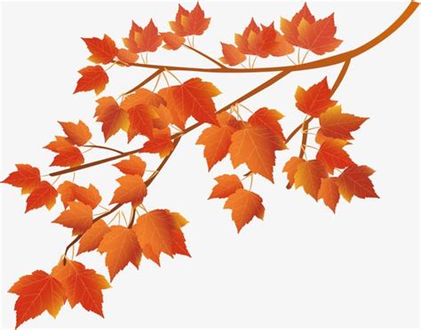 나뭇잎나뭇가지단풍식물벡터 Leaves Vector Flower Wallpaper Maple Leaf Stencils