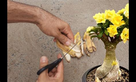 FERTILIZANTE GRATÍS FACIL SERVE PRA QUALQUER PLANTA FERTILIZANTE DE