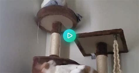 When The Catnip Kicks In Album On Imgur