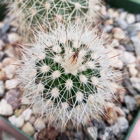 Buy A Stunning And Generous Echinocereus Sciurus Cactus Planet Desert
