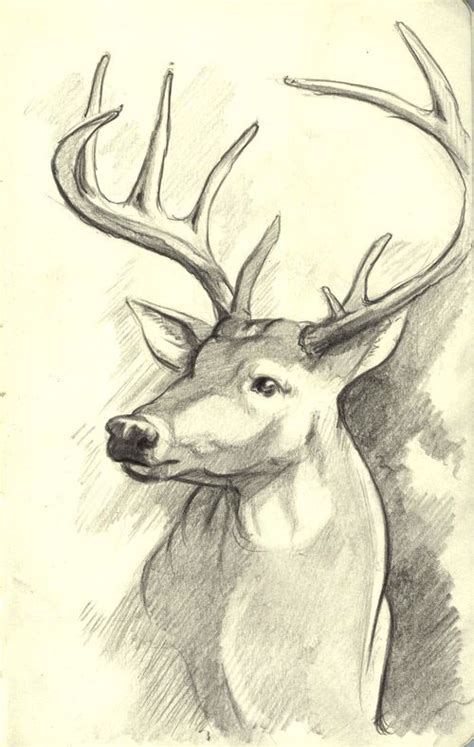 A Pencil Drawing Of A Deer With Antlers On Its Head And Neck