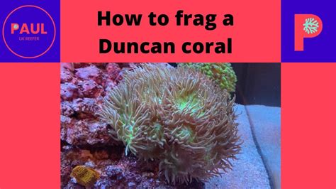 How To Frag A Duncan Coral Or At Least How I Did 😬 Coralfragging