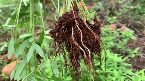 How To Organically Build Soil Fertility Youtube