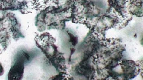 Oldest Microbe Fossils Found In Australia The Hindu