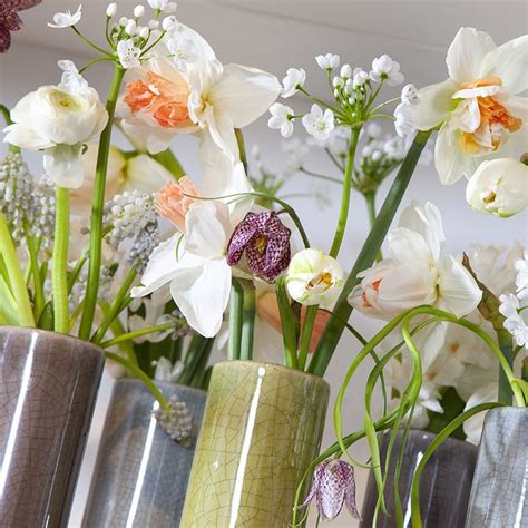 Allium Neapolitanum Naples Garlic American Meadows