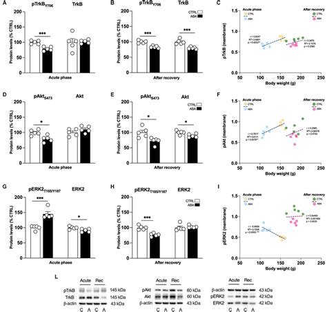 Effects Of The Aba Protocol On The Protein Levels Of Trkb The High