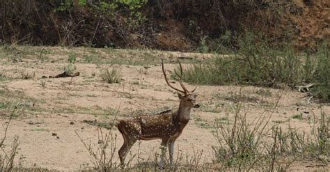 Sitanadi Wildlife Sanctuary Dhamtari Sitanadi Wildlife Sanctuary